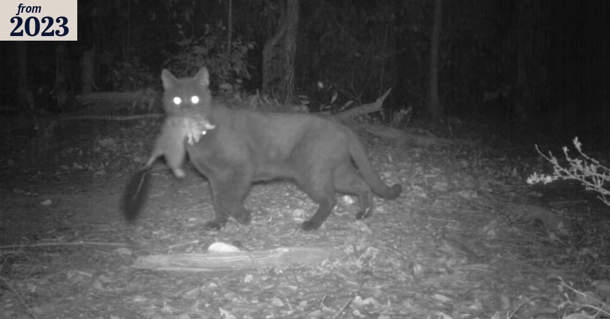 Poison-shooting robots on the front line of war against feral cats in WA