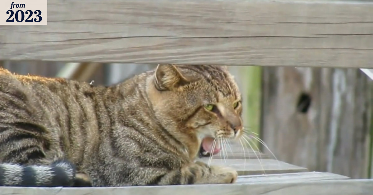Government declares war on feral cats
