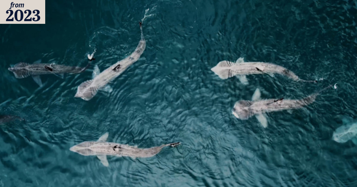 Rare encounter with 'very large sharks' off Ireland