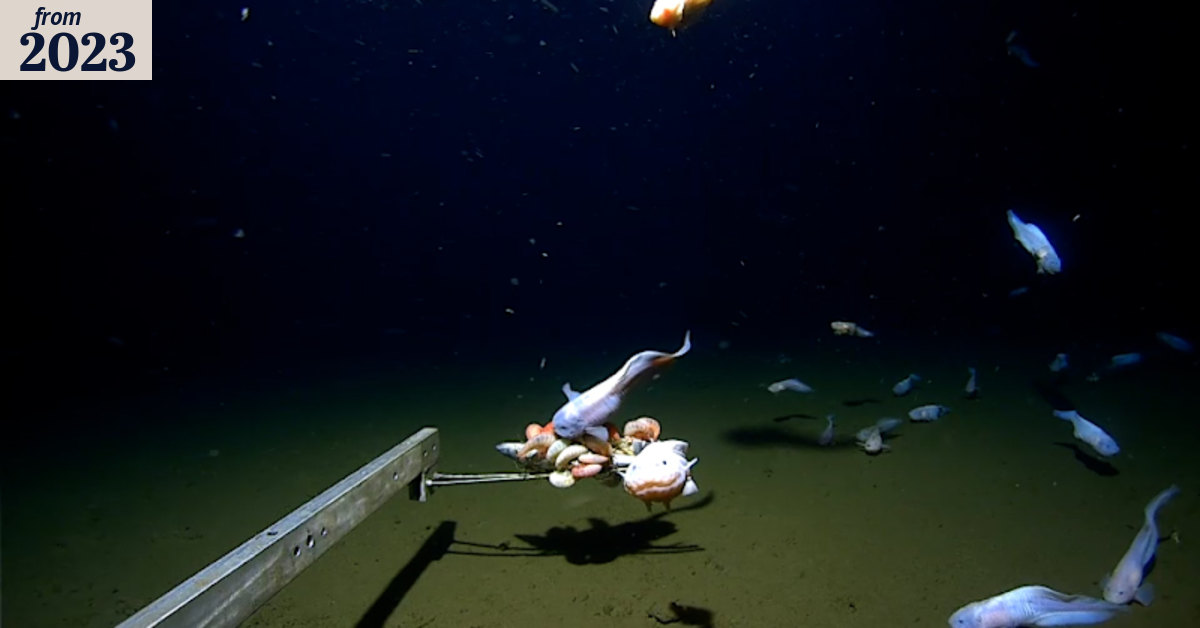 Deepest fish ever recorded on camera