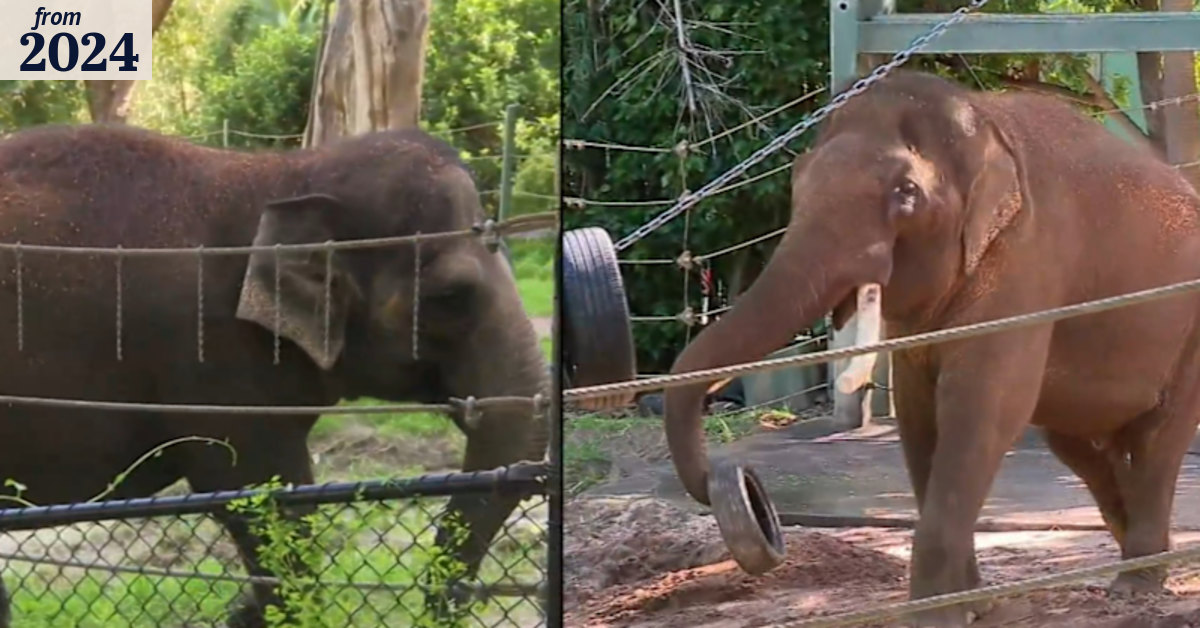 Beloved elephants celebrate last few days at Perth Zoo