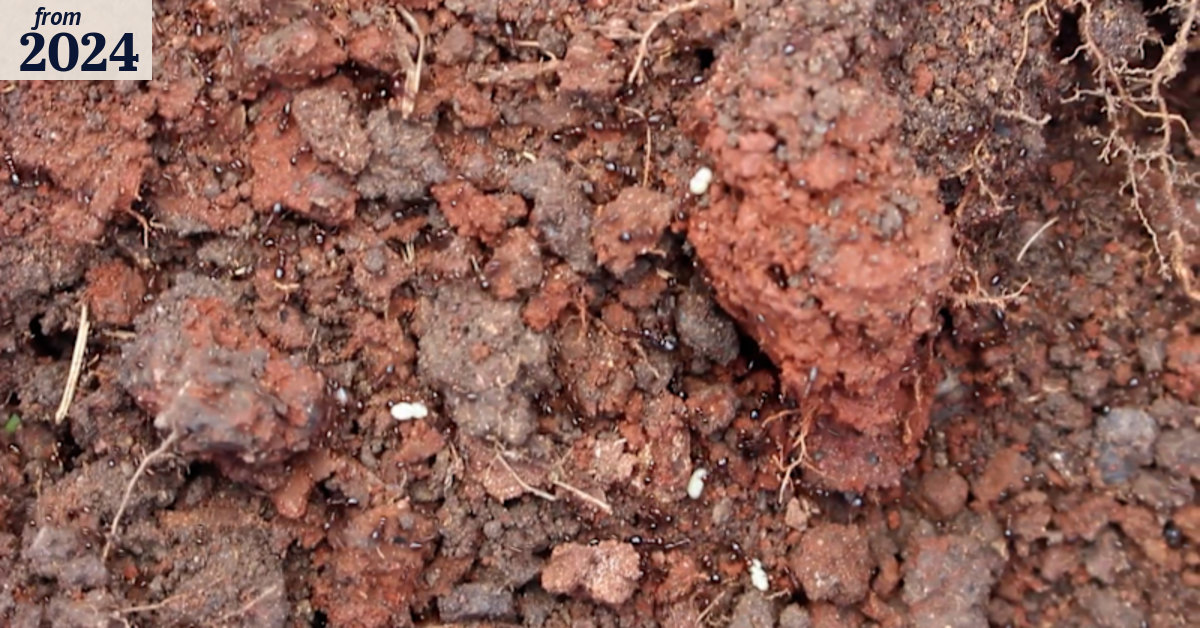 Swarming fire ants