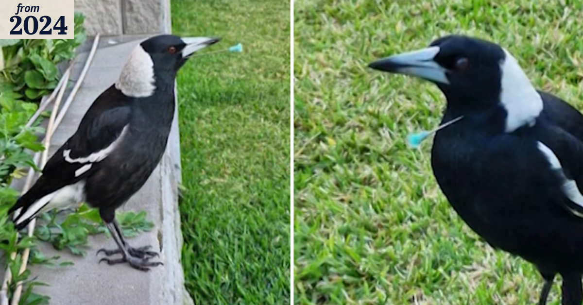 Multiple magpies shot with blow gun darts in 'deliberate' attack