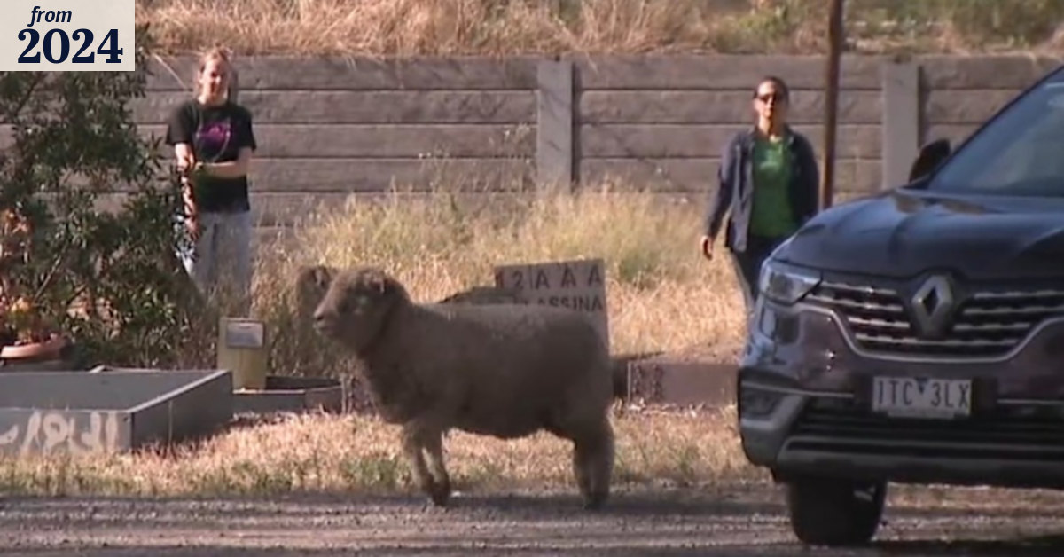 Three-hour mission to rescue sheep stuck in cemetery