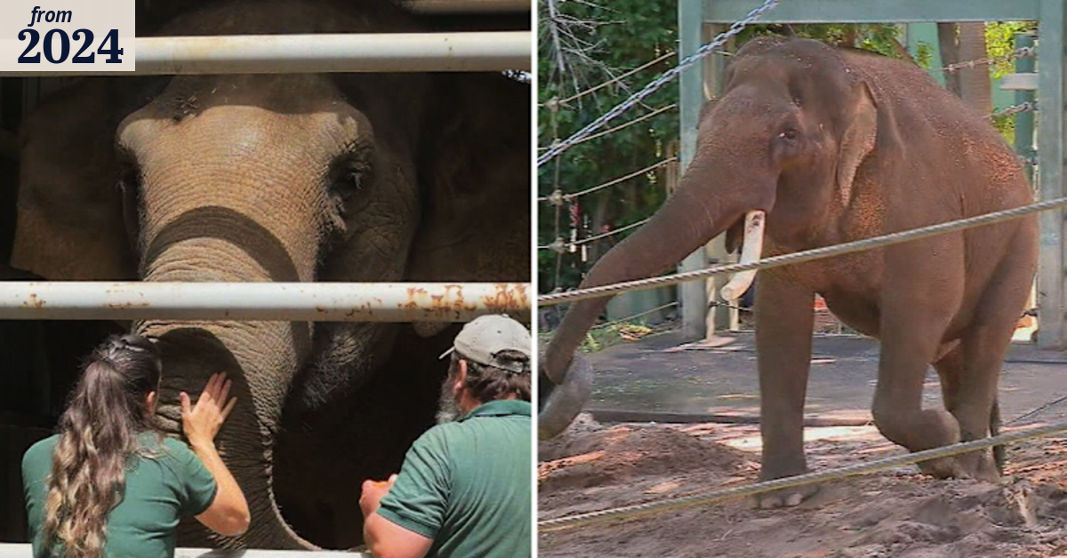 Perth prepares to farewell beloved elephants