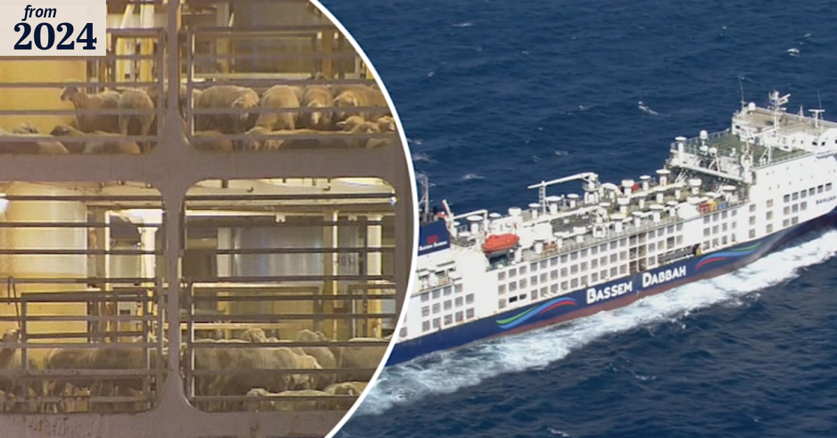 Hundreds of cattle back on land after almost month at sea