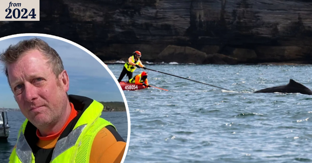 Disentanglement team leader on how the whale was freed