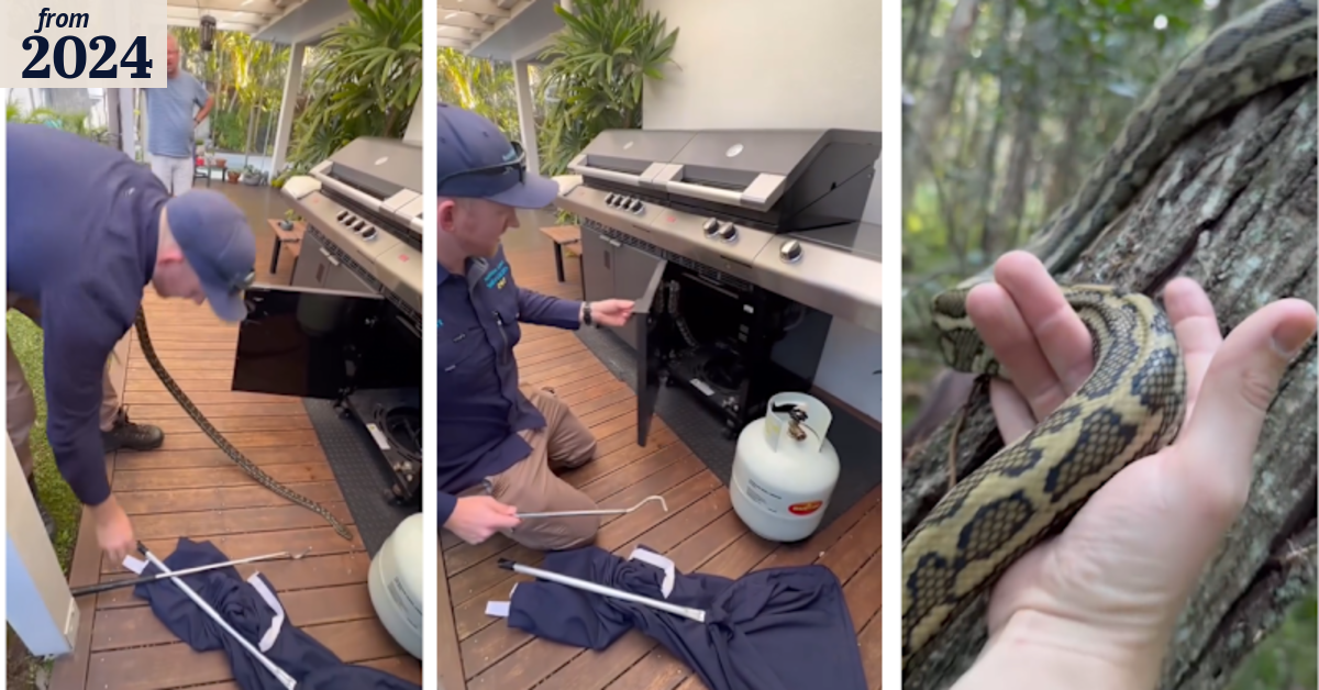 Snake catcher wrangles carpet python found in outdoor barbecue