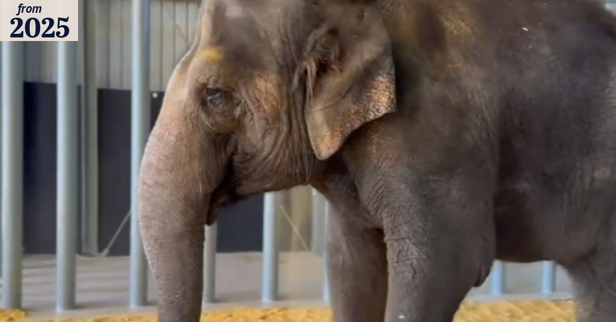 Adelaide’s new elephants come face-to-face