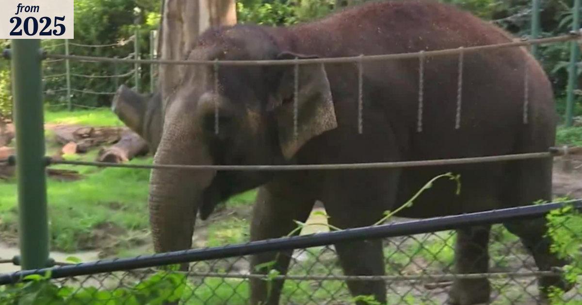 Tearful farewell for Perth Zoo elephant Permai