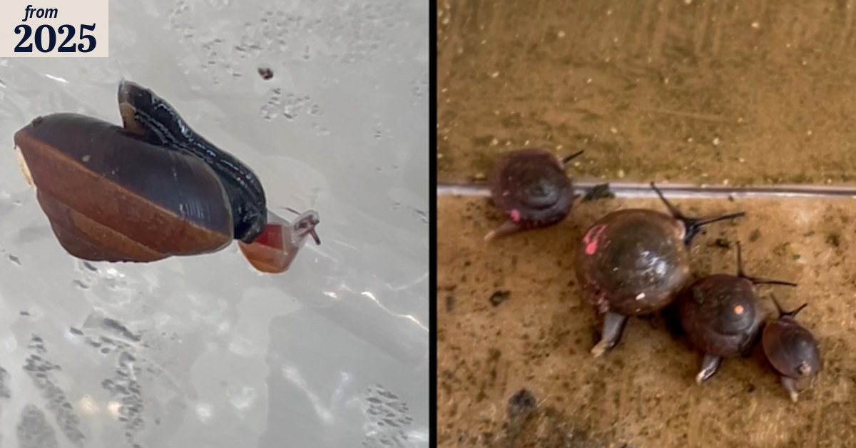 The secret sex life of snails