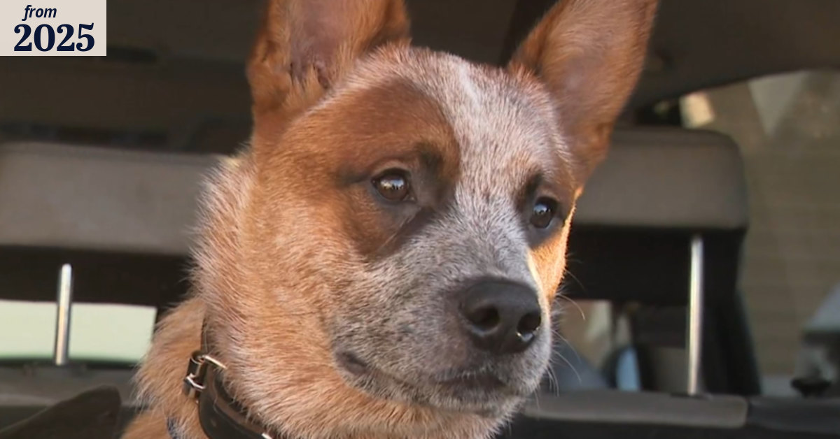 Hero hound saves life of elderly grandmother