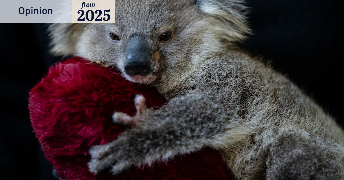 The Great National Koala Park is not a firebomb. It’s the opposite